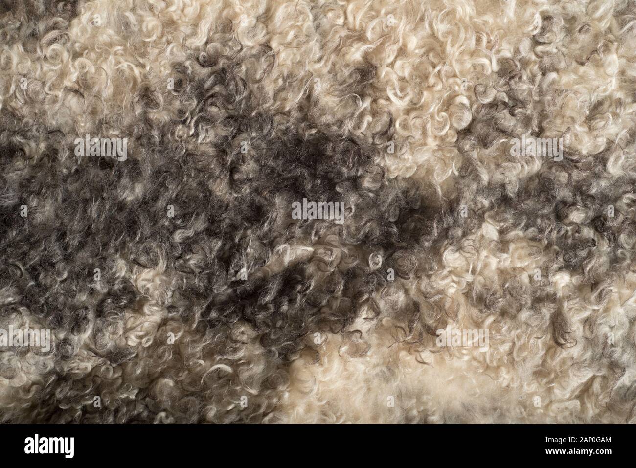 White and black wool texture background. Natural fluffy fur sheep wool ...
