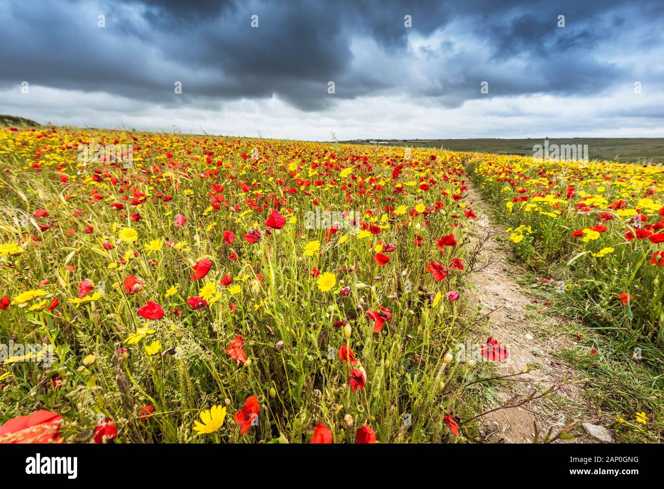 The spectacular sight of a field of Common Poppies growing on West ...