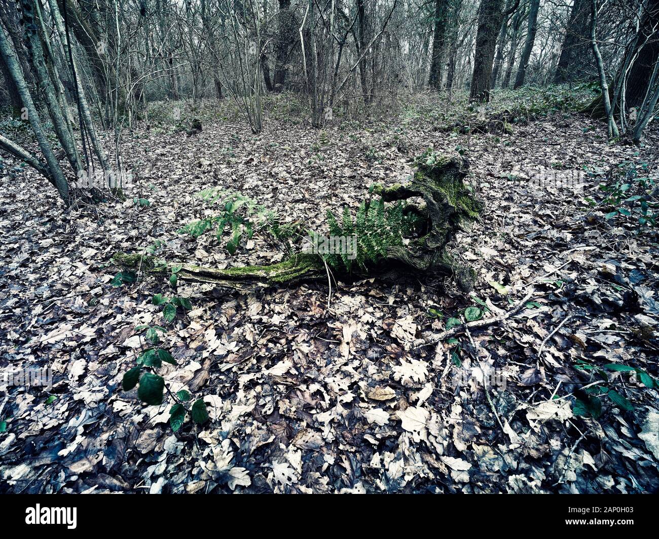 Broken tree stump nature abstract in a winter woodland setting with ...