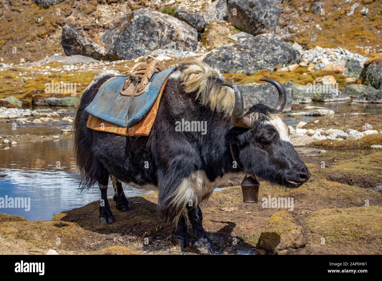 Yak standing near a water hole in the Himalayan area in Nepal Stock ...
