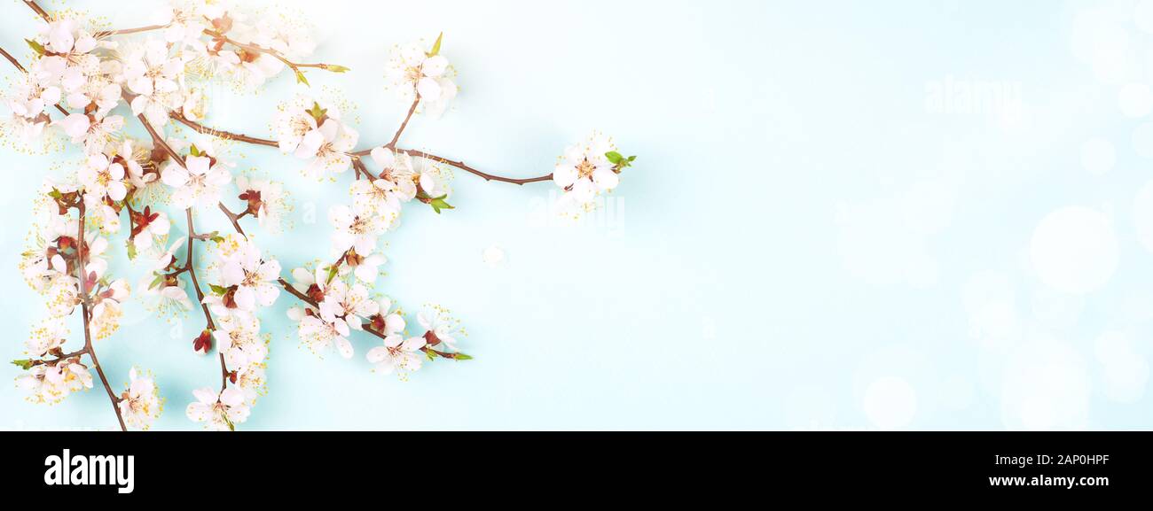 Branches of blossoming apricot flower on blue background. Banner for ...