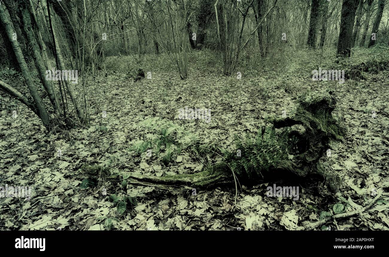 Broken tree stump nature abstract in a winter woodland setting with ...