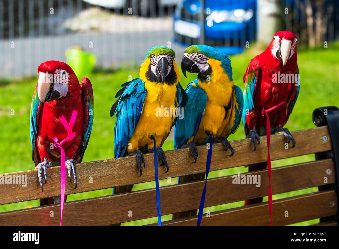 Blue and Gold Macaws and Scarlet Macaws perched together on a bench in ...