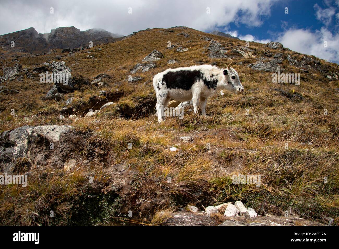 Wild cow standing in the Himalaya area in Nepal Stock Photo - Alamy