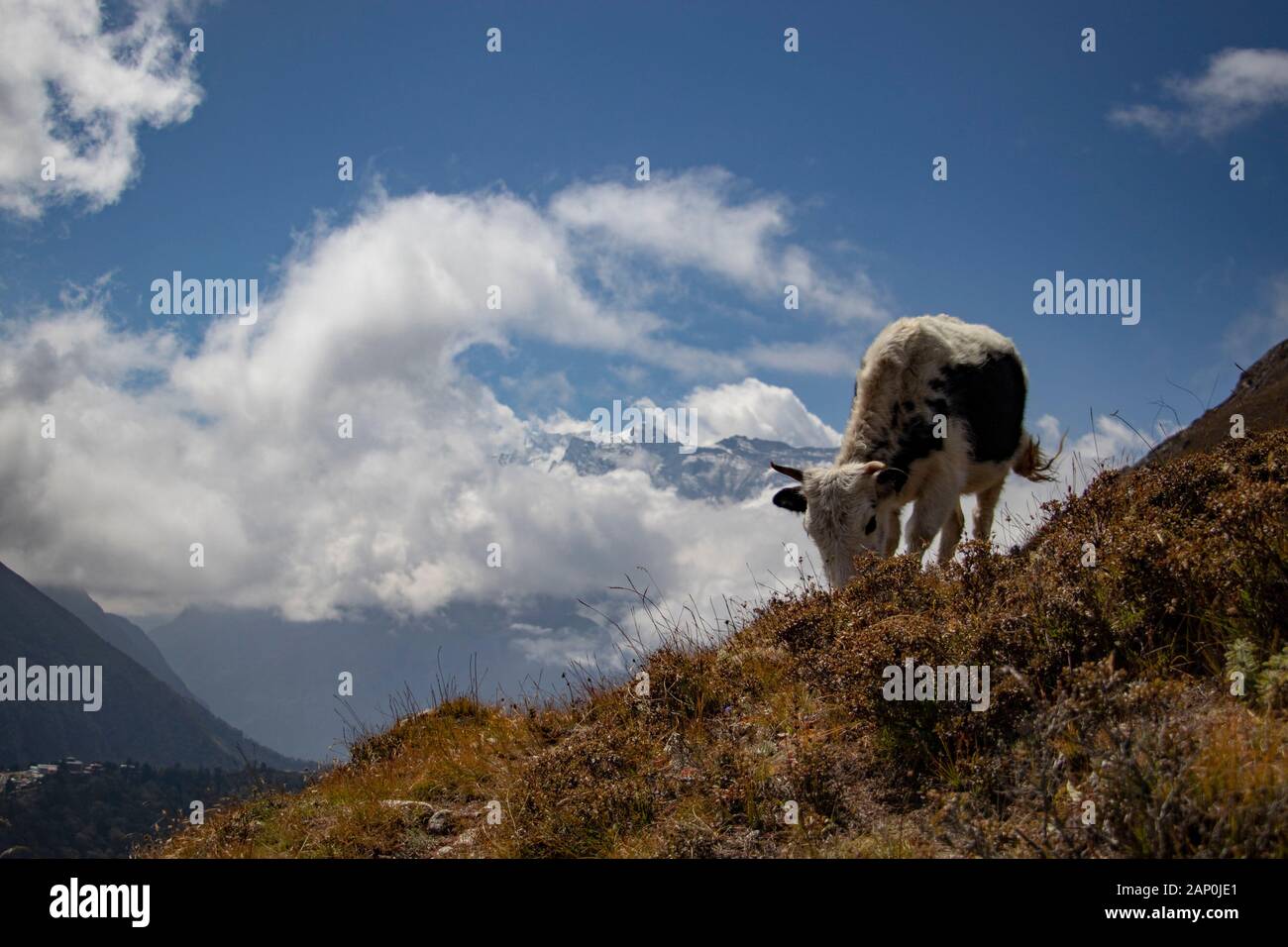 Wild cow eating grass in the Himalaya area in Nepal Stock Photo - Alamy