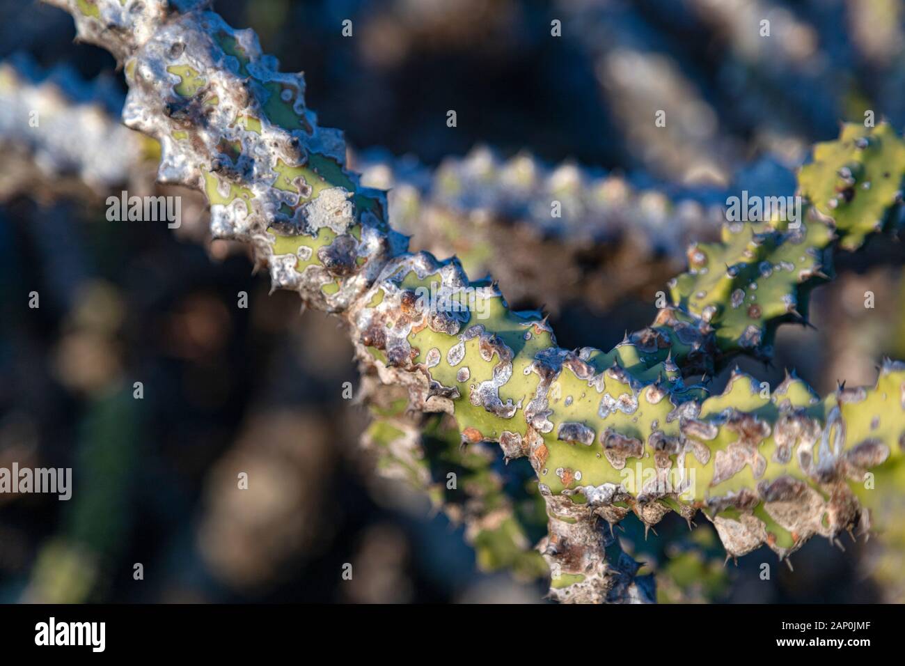 Asian Cactus Plant .Cactus at rocks at blue sky in tungareshwar ...