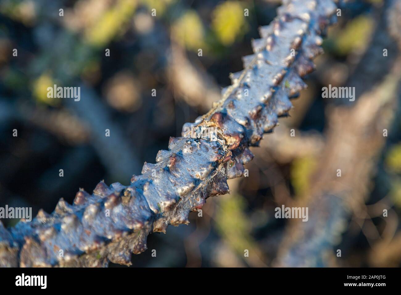 Asian Cactus Plant .Cactus at rocks at blue sky in tungareshwar ...