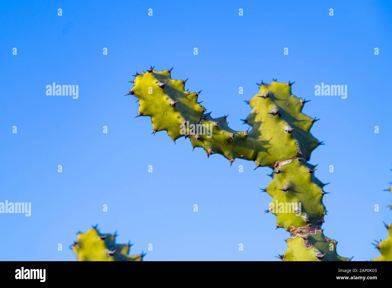 Asian Cactus Plant .Cactus at rocks at blue sky in tungareshwar ...