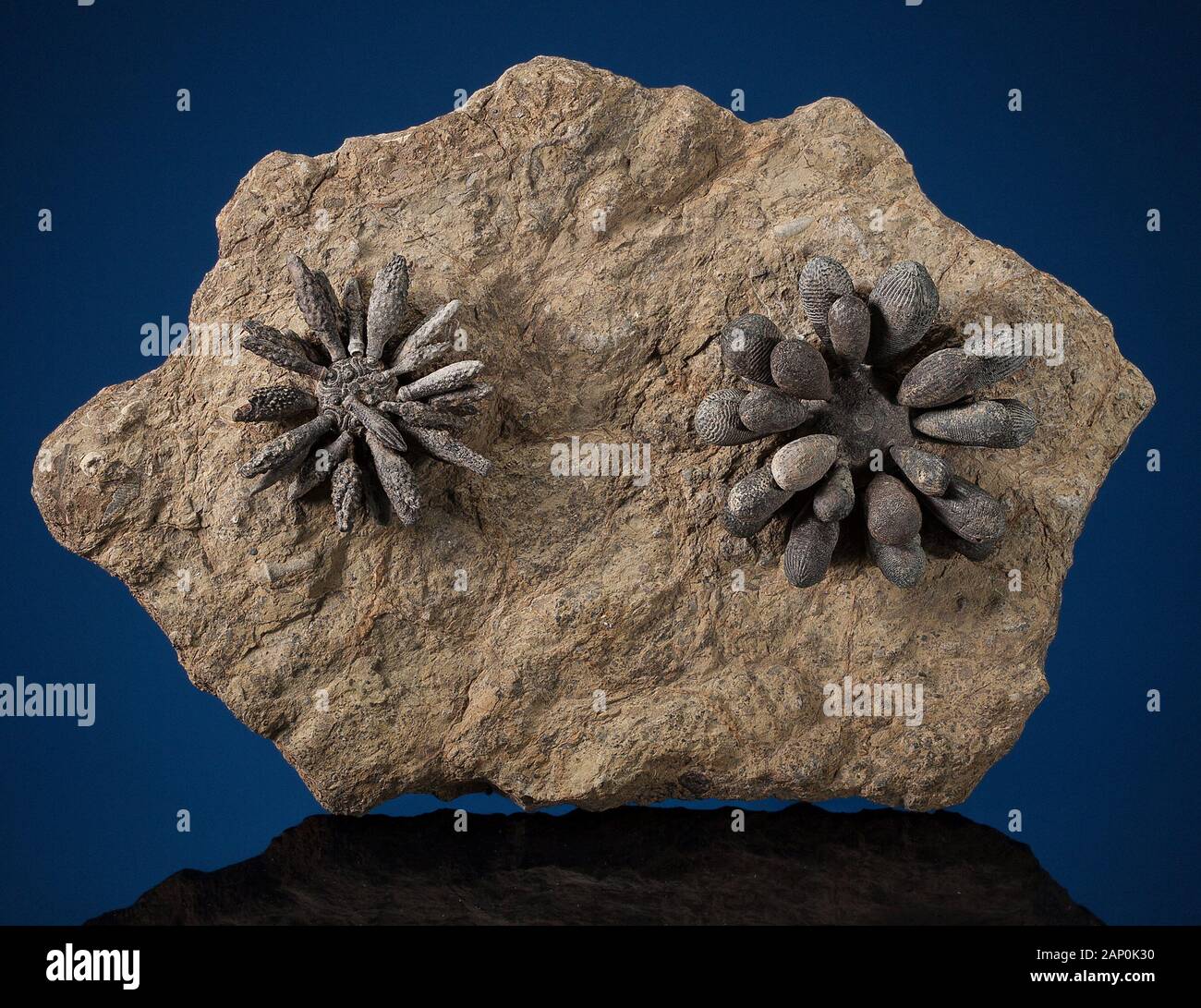 Crystalline rock specimen hi-res stock photography and images - Alamy