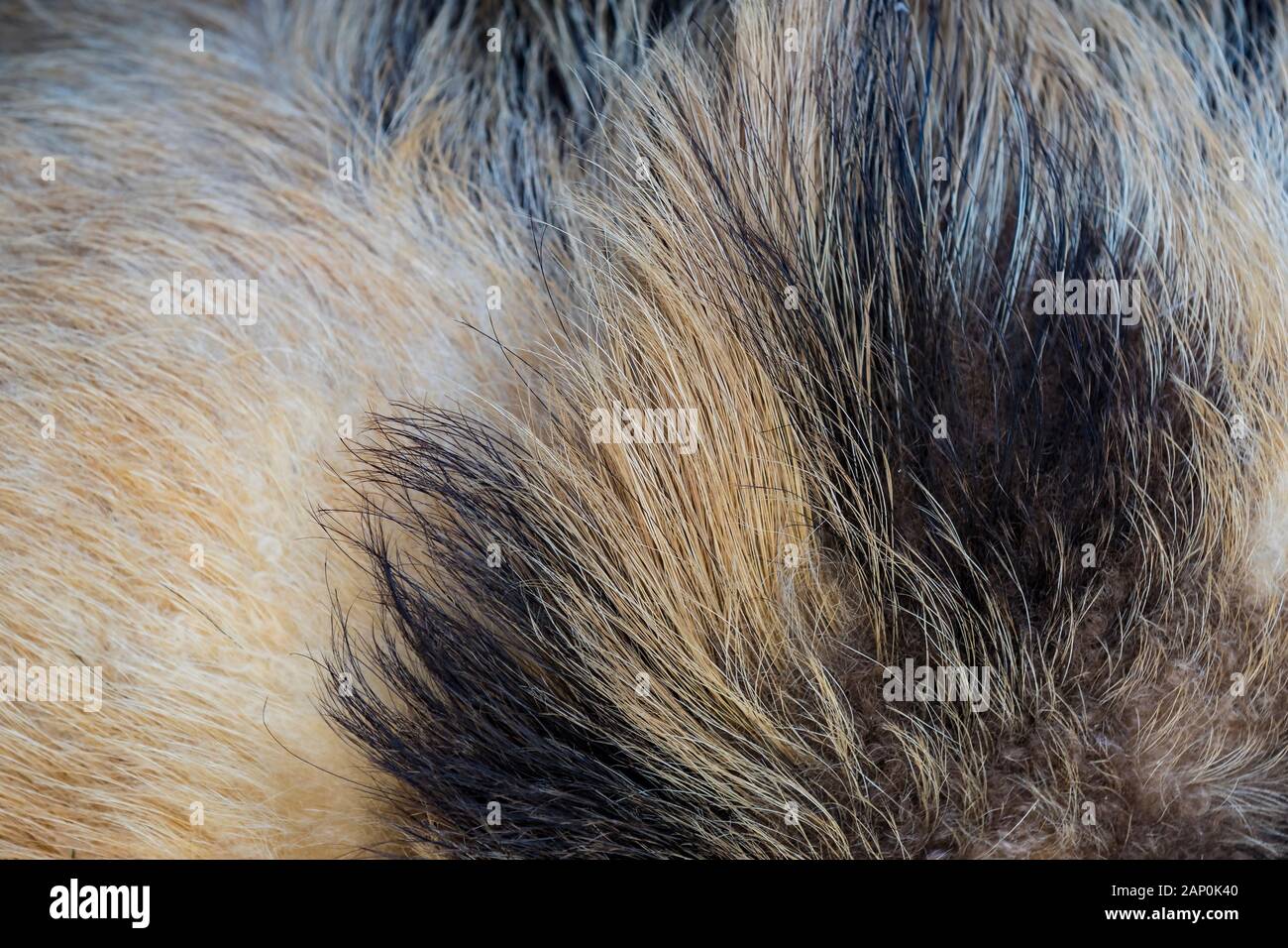 Deer skin wool coloring pile taken close-up Stock Photo - Alamy