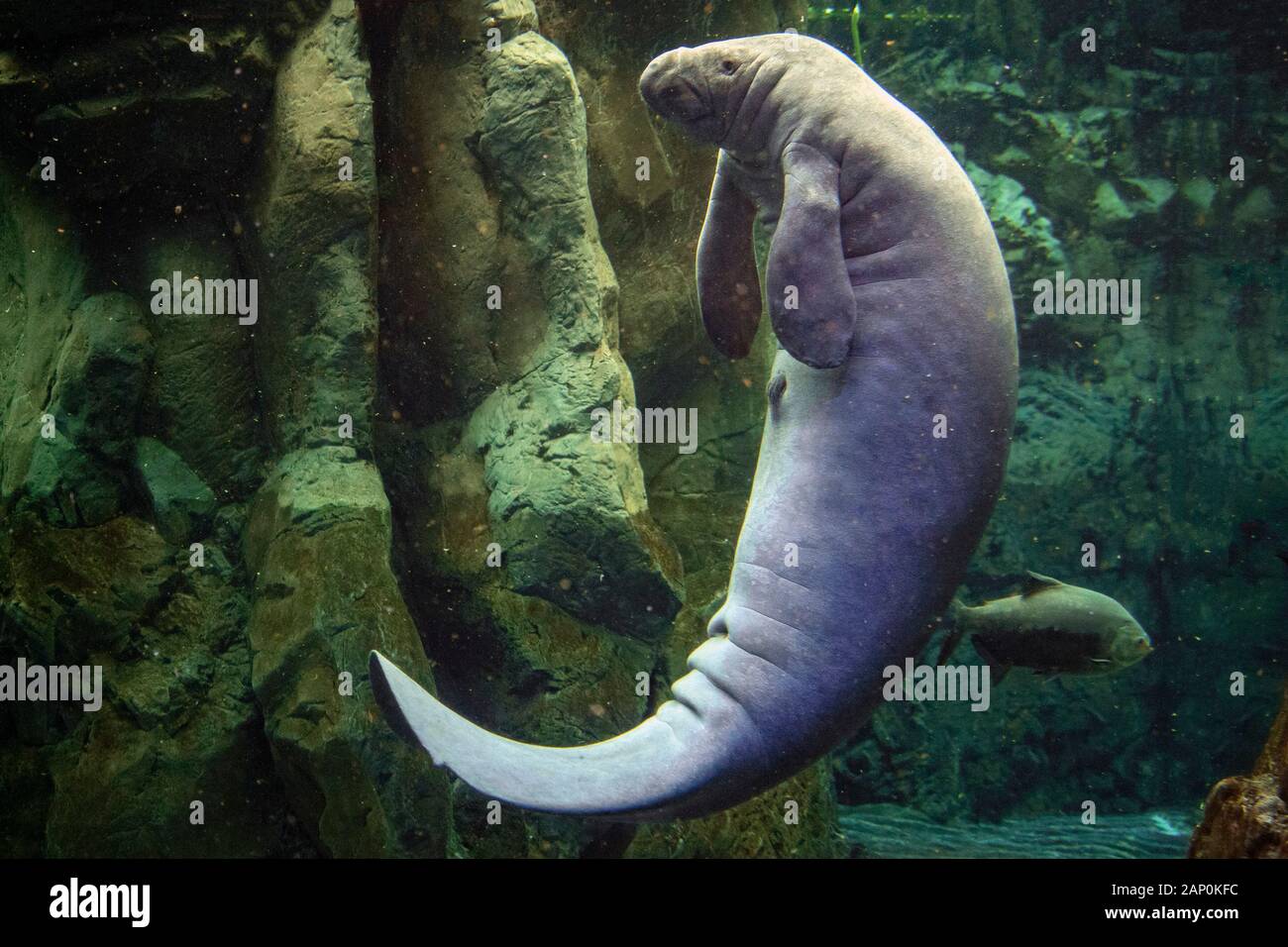 Manatee underwater close up detail Stock Photo - Alamy
