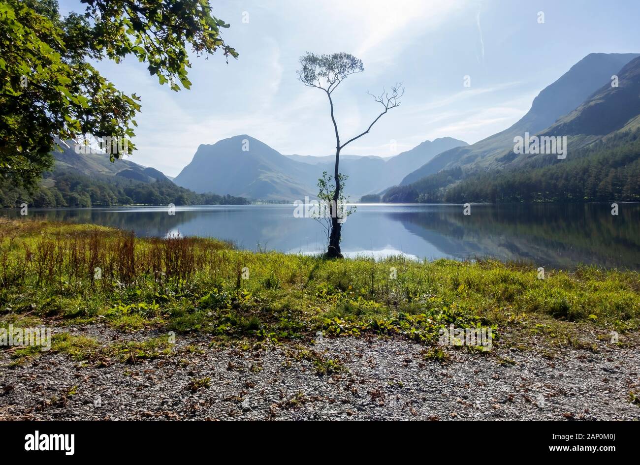 Tree on the lakeshore of Buttermere Stock Photo - Alamy