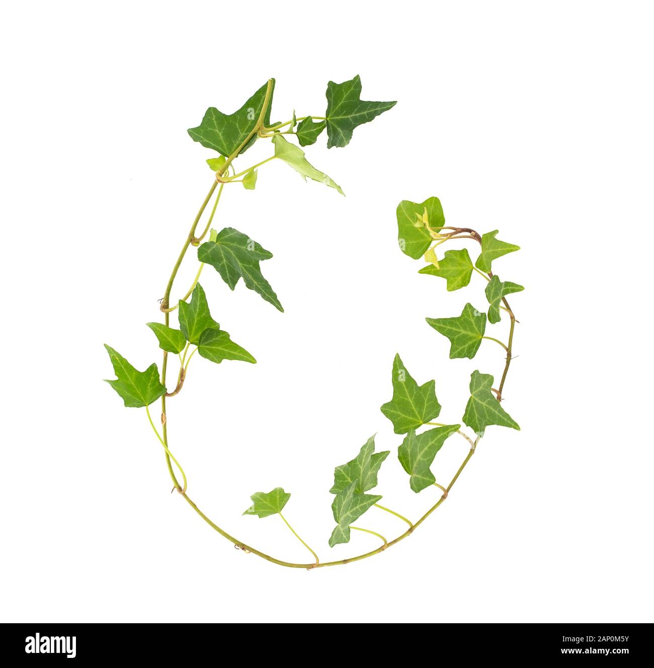 ivy isolated on a white background Stock Photo - Alamy