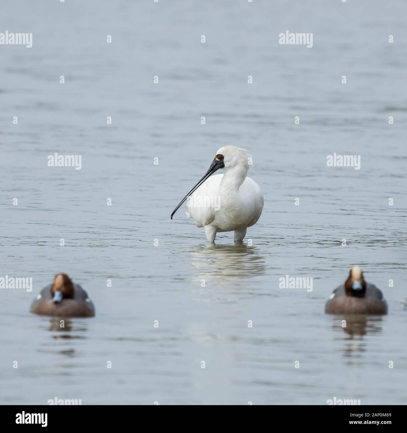 Black faced spoonbill china hi-res stock photography and images - Alamy