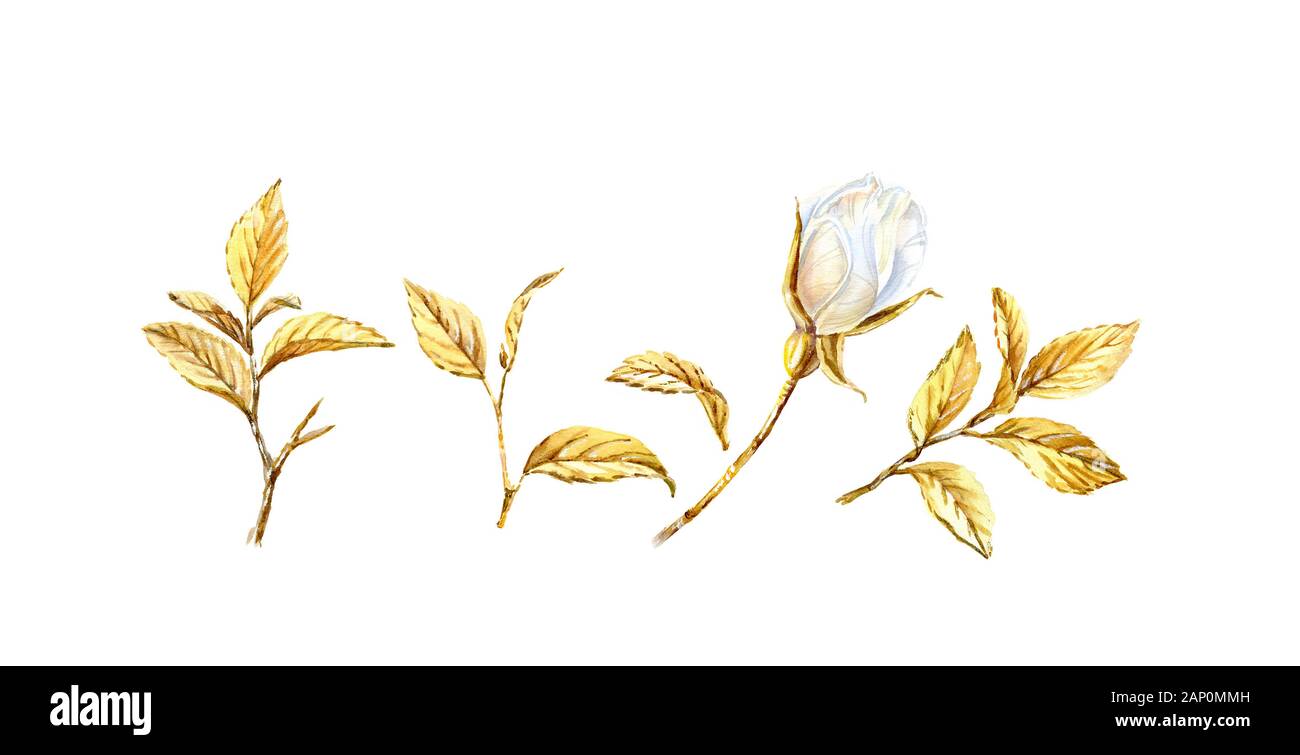 Watercolor white rose elements with gloden leaves. Realistic flower bud ...