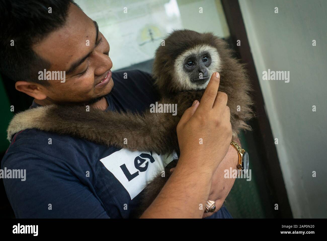 Gibbons hugging hi-res stock photography and images - Alamy