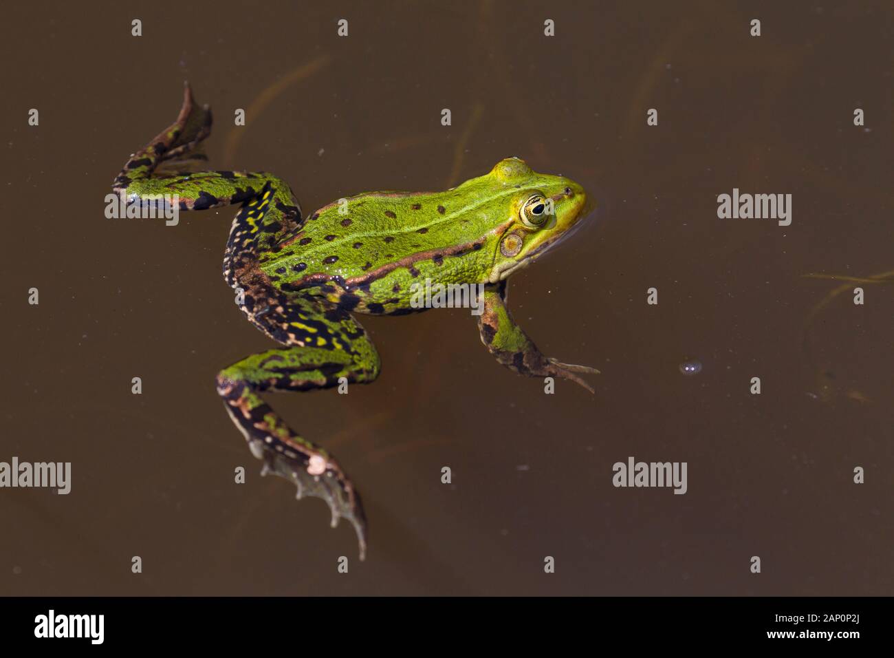 Drifting frog hi-res stock photography and images - Alamy
