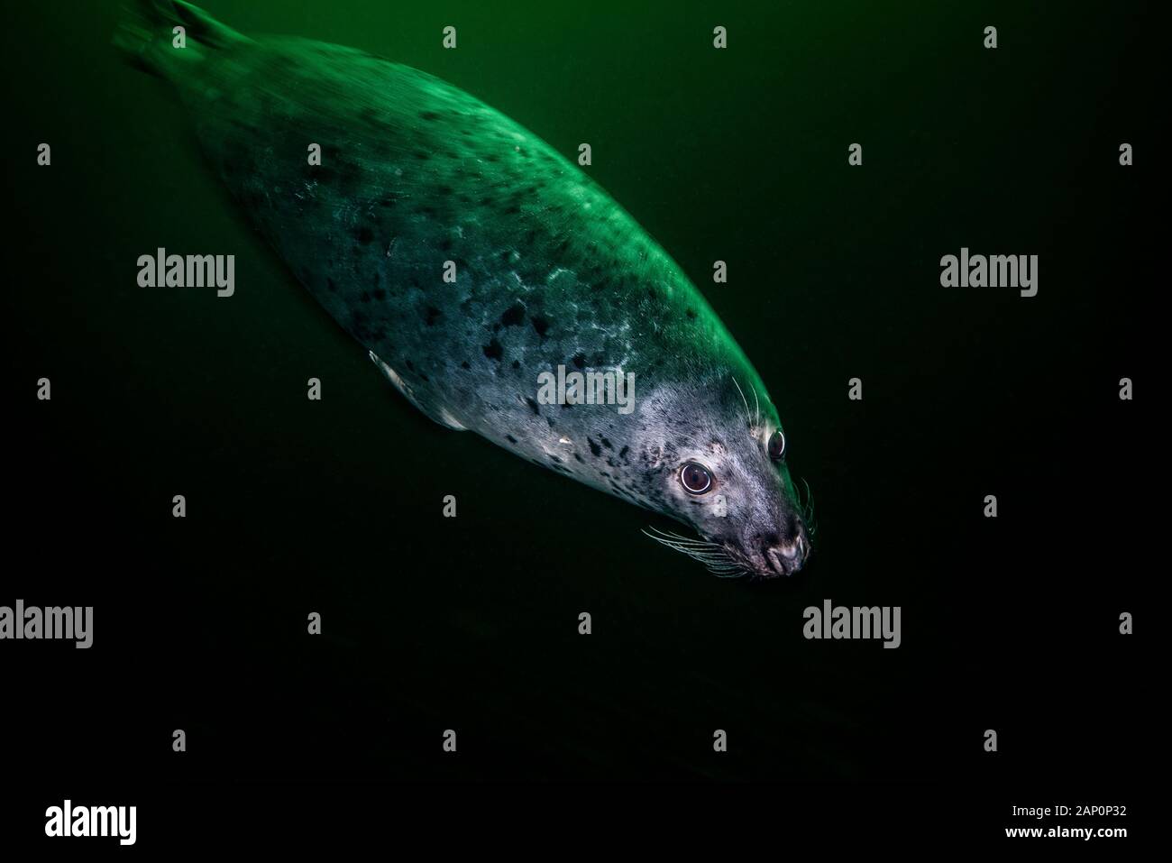 Grey seal halichoerus grypus diving hi-res stock photography and images ...