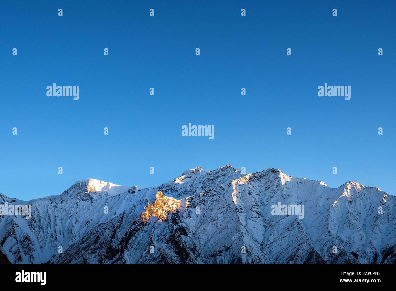 Blue himalayan hi-res stock photography and images - Alamy