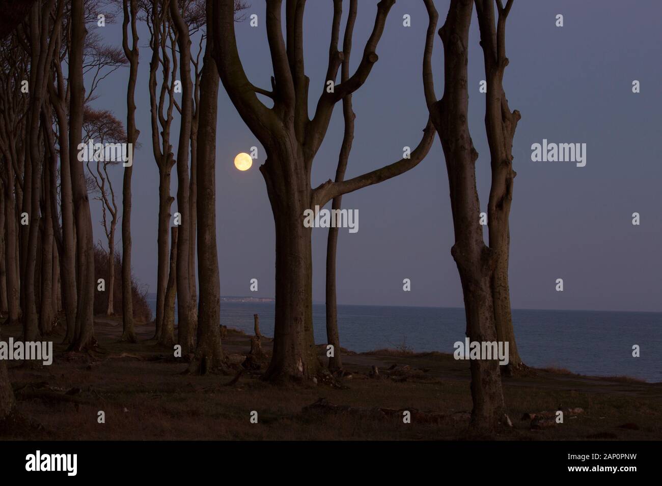 The Ghost Forest near the village of Nienhagen, Mecklenburg-Western ...