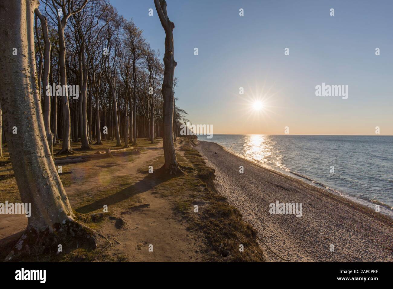 The Ghost Forest near the village of Nienhagen, Mecklenburg-Western ...