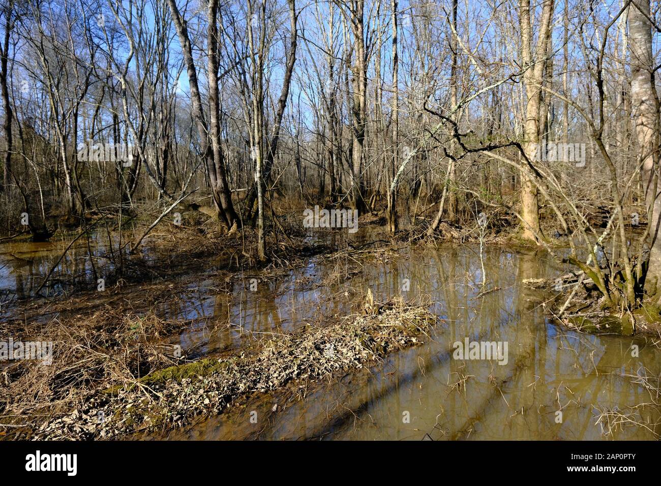 Flooded woods hi-res stock photography and images - Alamy
