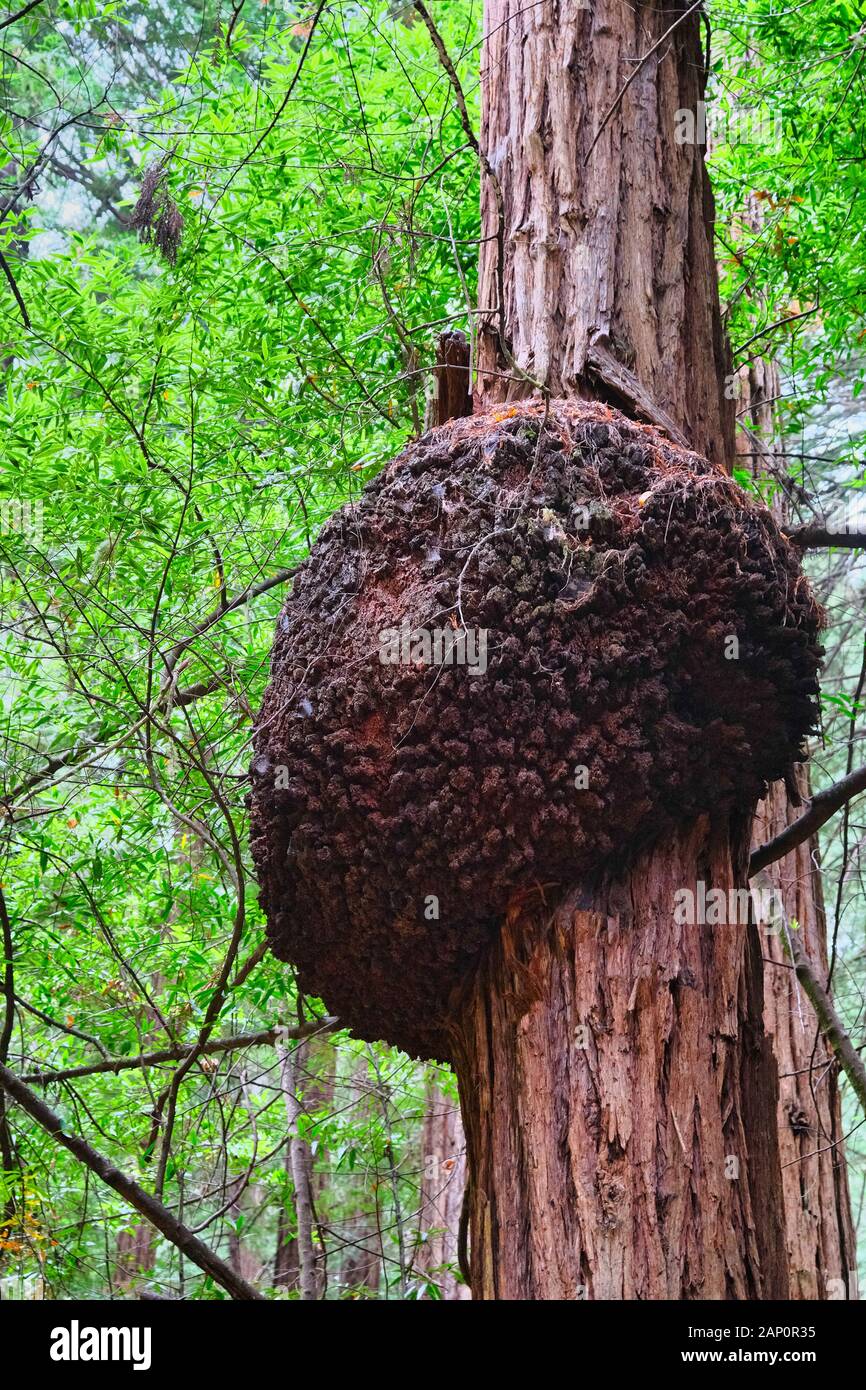 Redwood tree burl hi-res stock photography and images - Alamy