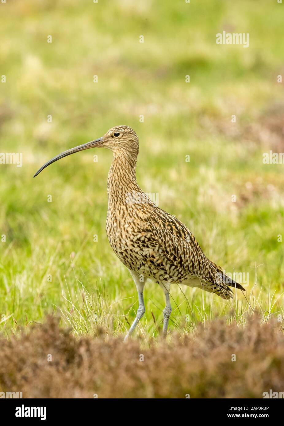 Common curlew nesting hi-res stock photography and images - Alamy