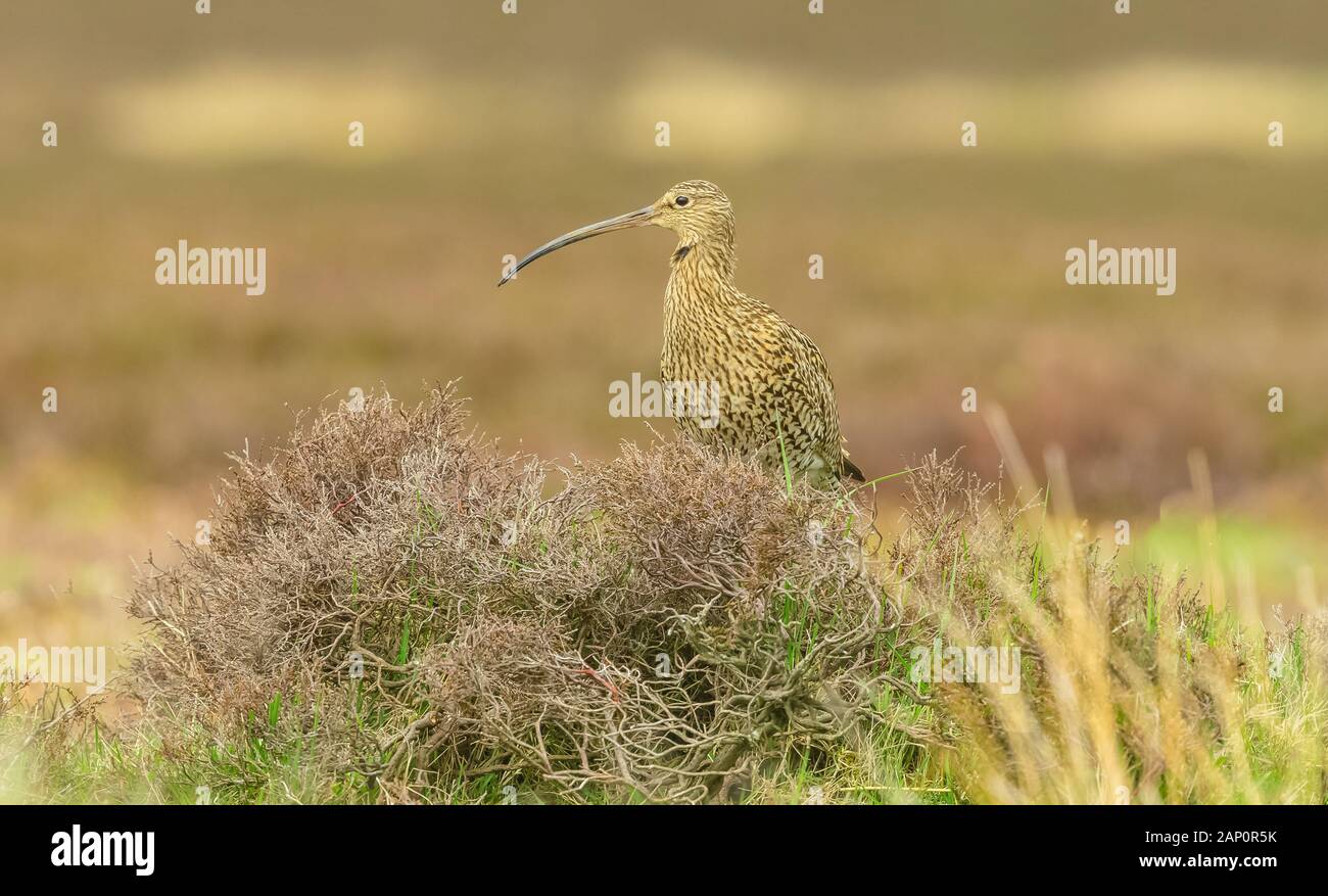 Curlew (Scientific name: Numenius arquata) Adult curlew, an upland bird ...