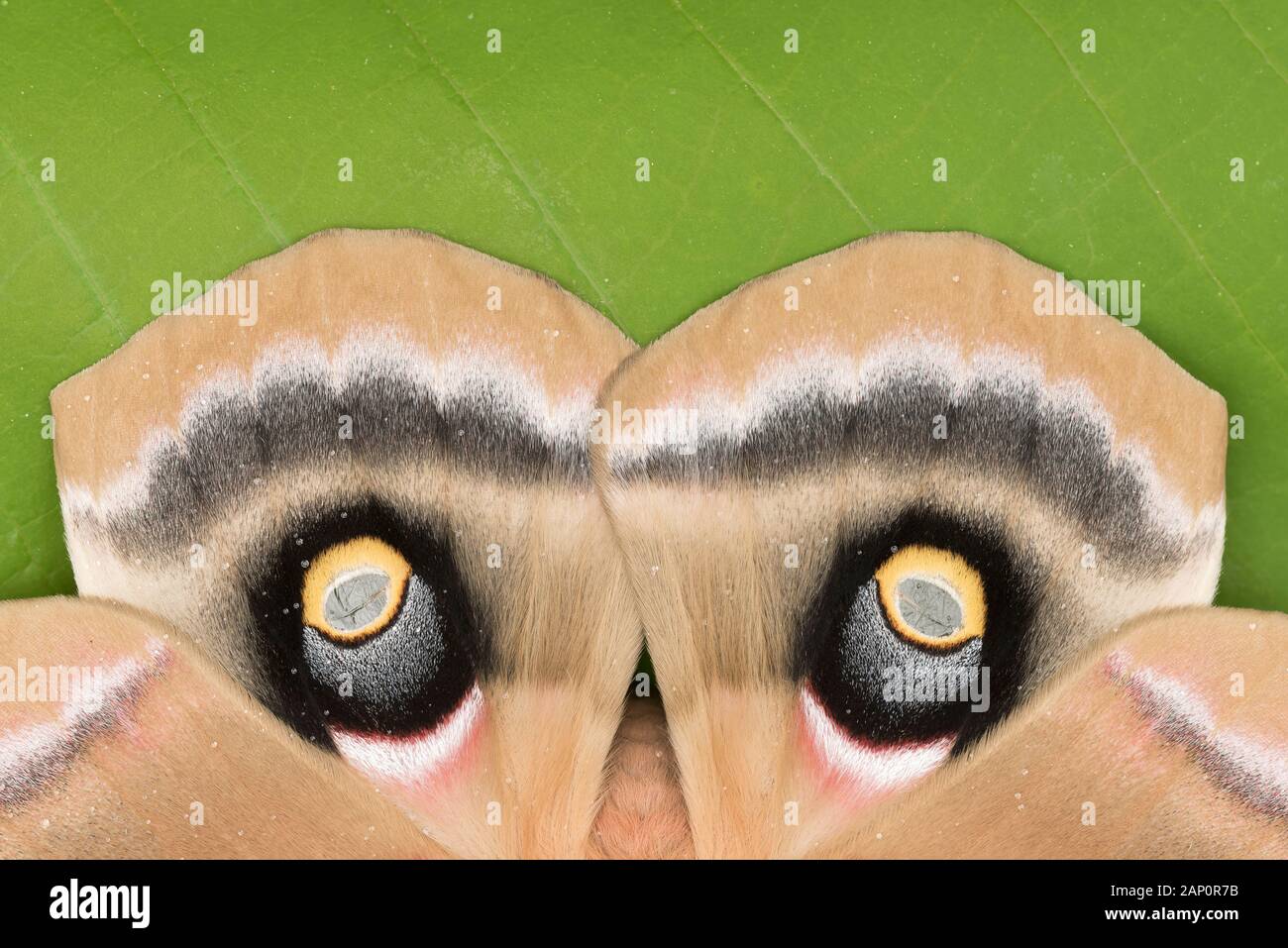 Polyphemus Moth in startle display mode. Note rain drops on the wings ...