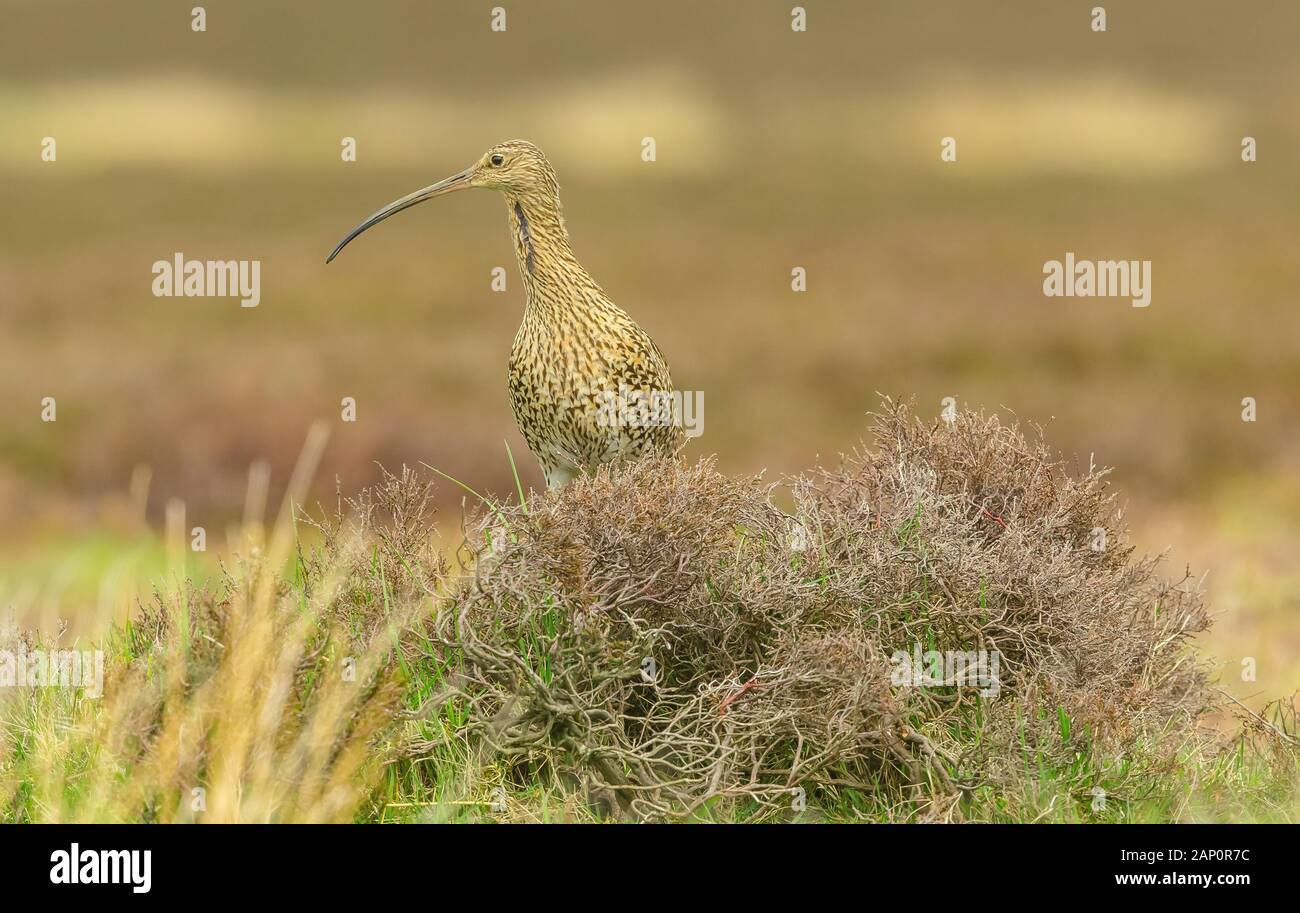 Curlew (Scientific name: Numenius arquata) Adult curlew, an upland bird ...