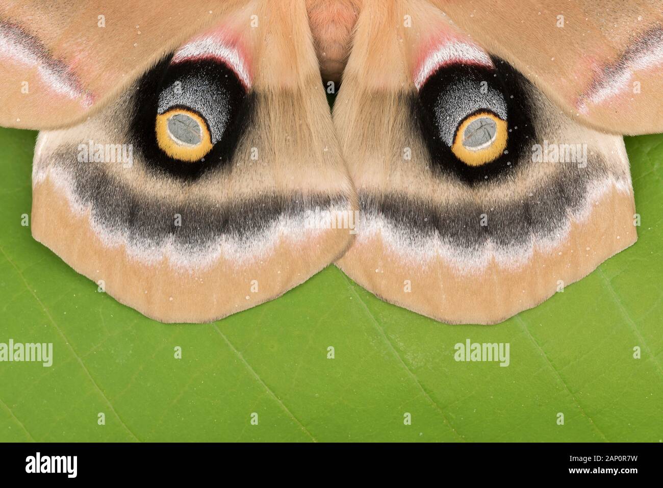 Polyphemus Moth in startle display mode. Note rain drops on the wings ...
