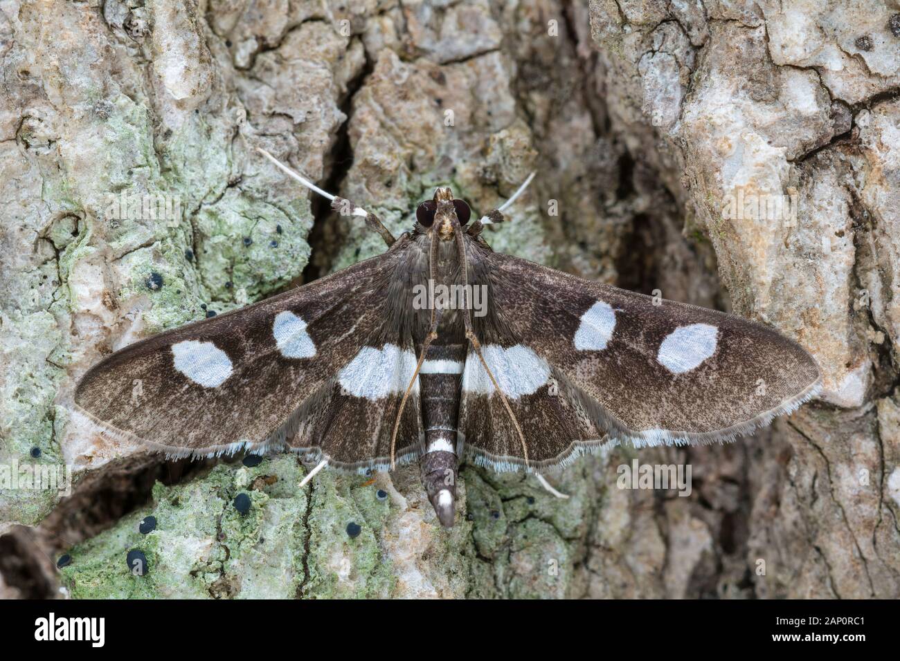 Grape Leaffolder Moth (Desmia funeralis) Roanoke River, Scotland Neck ...