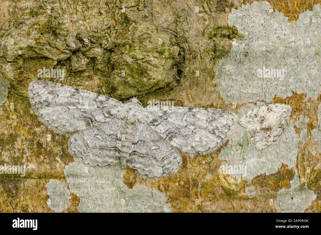 Bent-line Gray (Iridopsis larvaria) with Little White Lichen Moth ...