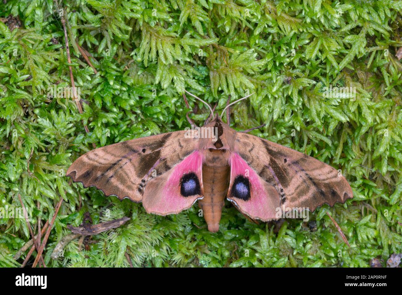 Blinded sphinx moth hi-res stock photography and images - Alamy