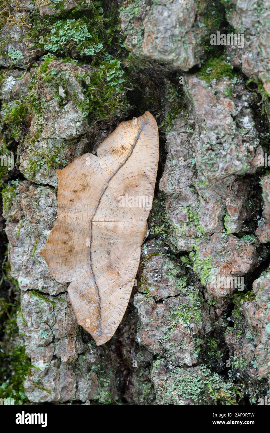 Large Maple Spanworm (Prochoerodes lineola) Moth on tree trunk. Weiser ...