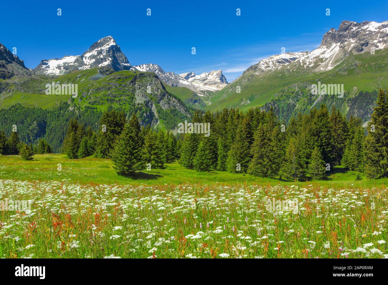 Alp Flix, a plateau used as an mountain pasture. Graubuenden ...