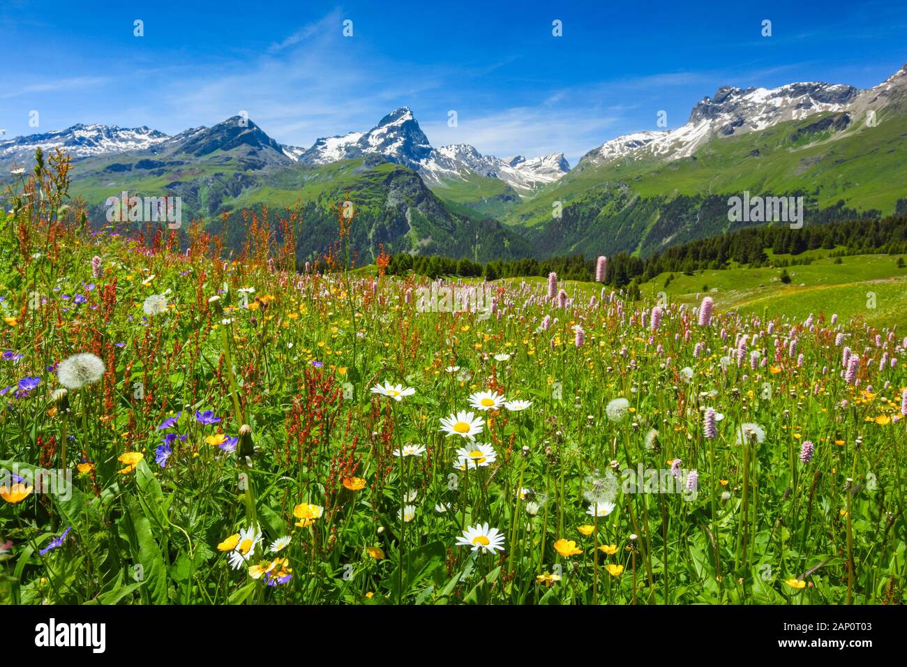 Alp Flix, a plateau used as an mountain pasture. Graubuenden ...
