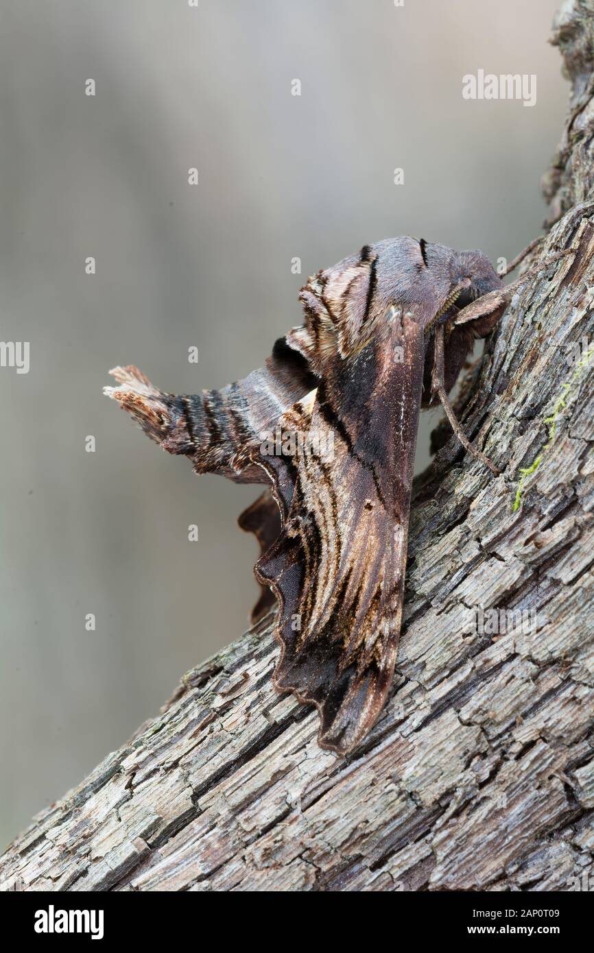 Abbott's Spinx Moth (Sphecodina abbottii) Resting on grape vine ...