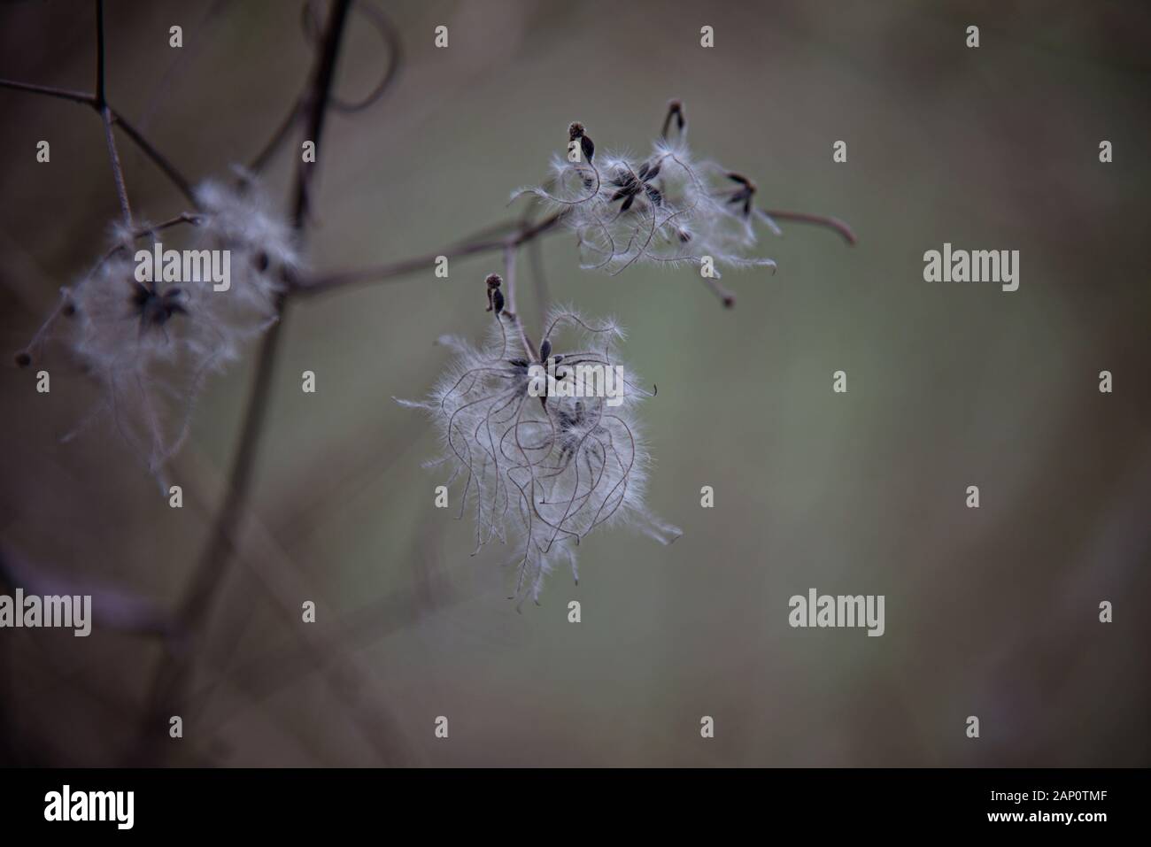 Floral appendages hi-res stock photography and images - Alamy