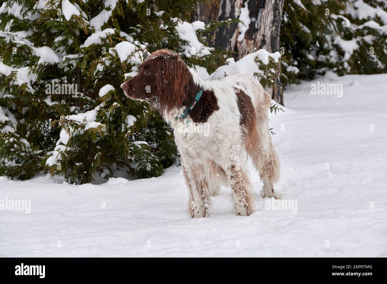 Gundog springer spaniel puppy hi-res stock photography and images - Alamy