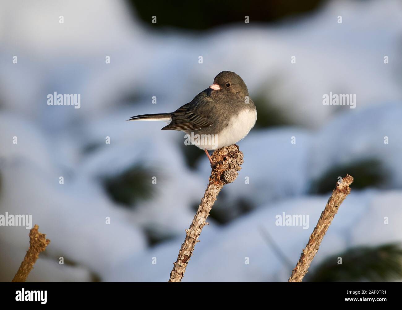 Slate colored juncos hi-res stock photography and images - Alamy