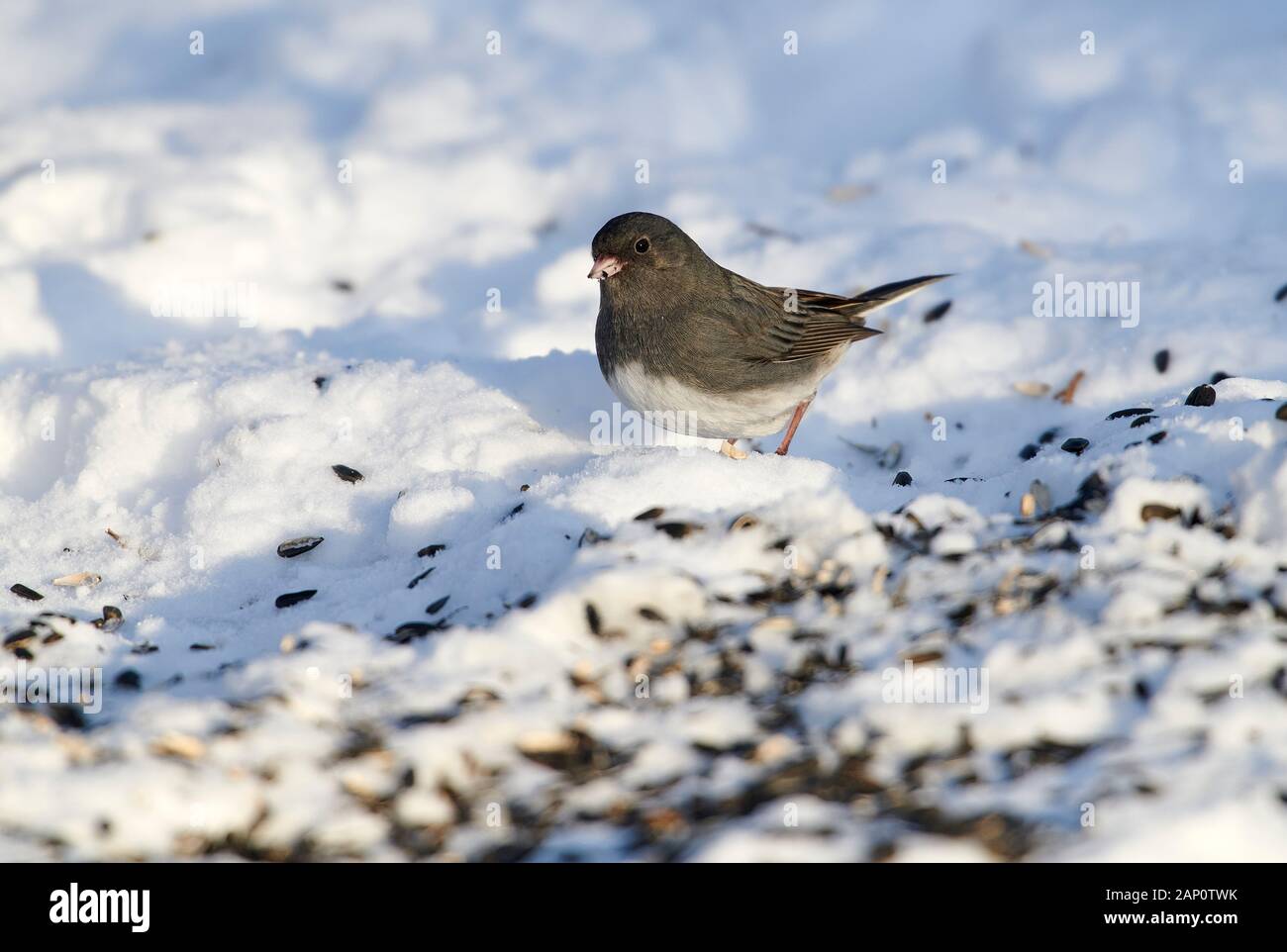 Dark-eyed Junco (Junco hyemalis) - slate-colored, feeding on fallen ...
