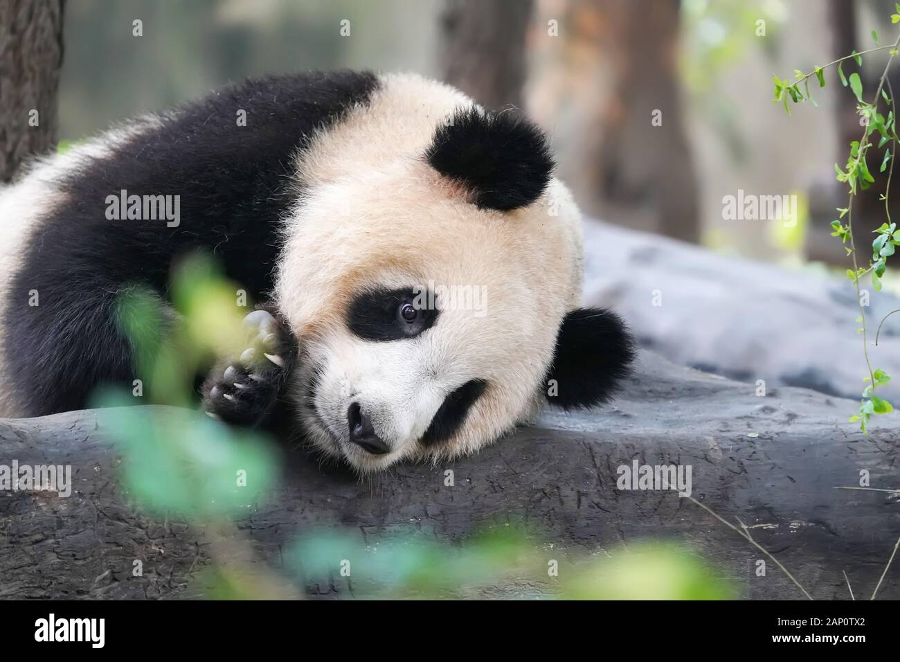 Giant panda eating bamboo,Wild Animals Stock Photo - Alamy