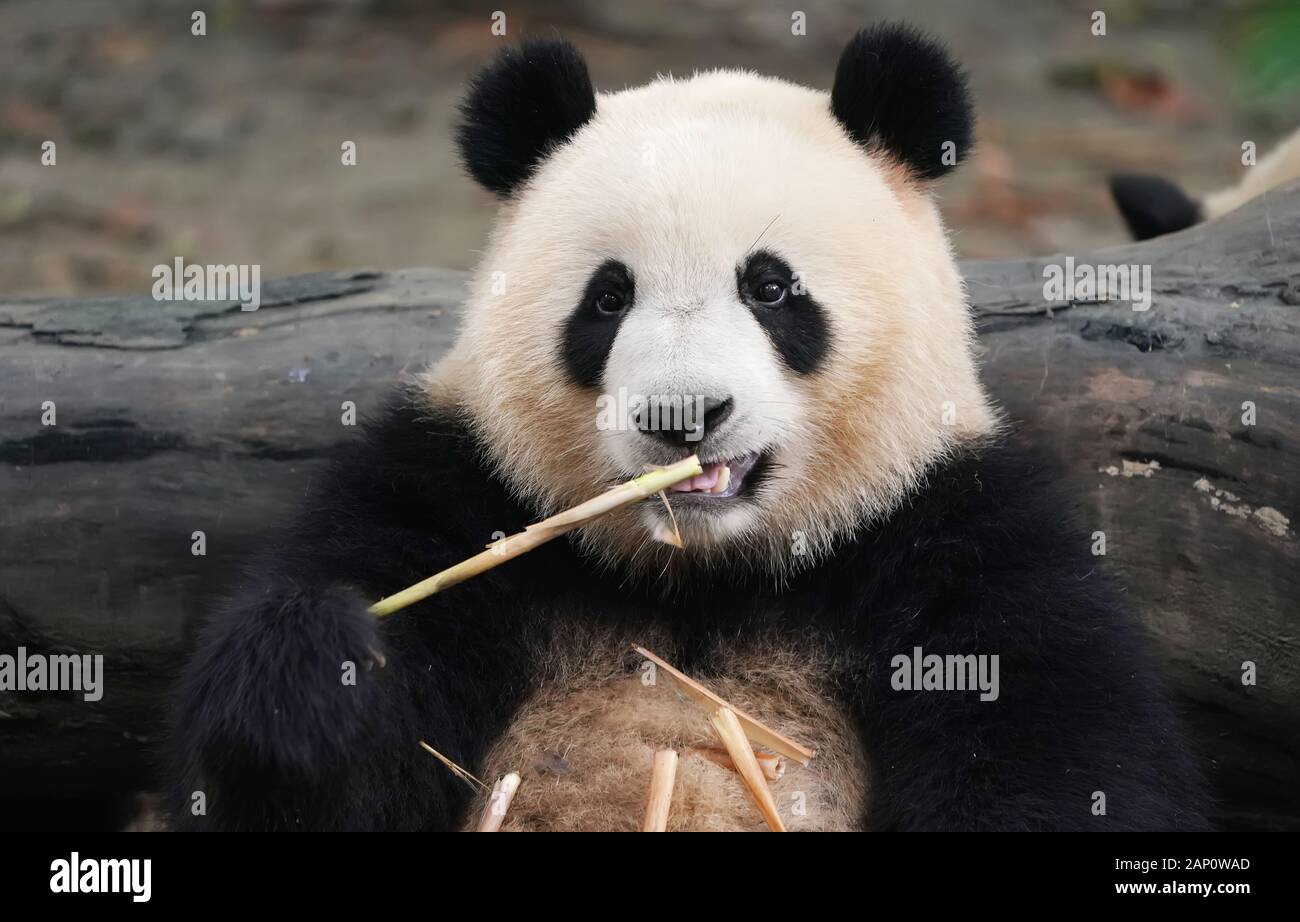 Giant panda eating bamboo,Wild Animals Stock Photo - Alamy