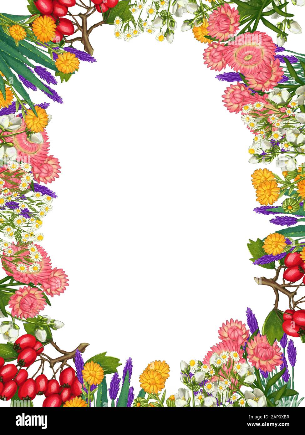 Hand drawn medicinal plant frame. Healing herbs border. isolated on ...