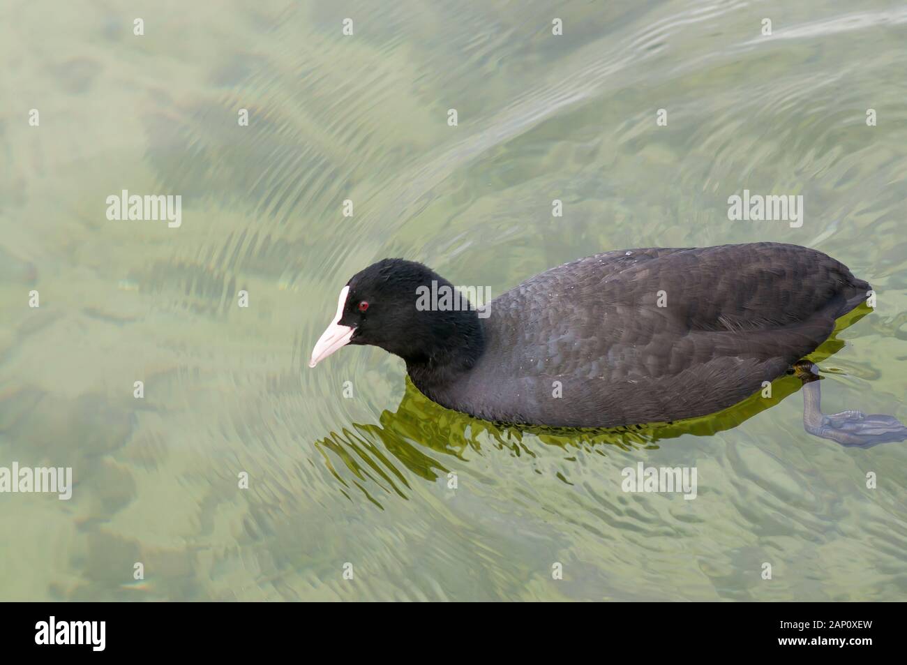 common moorhen (Gallinula chloropus) known as the waterhen, the swamp ...
