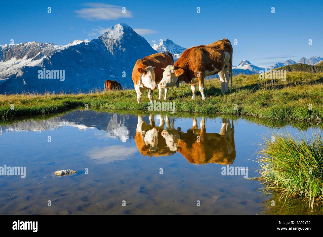 Domesticated cattle domesticated cows hi-res stock photography and ...