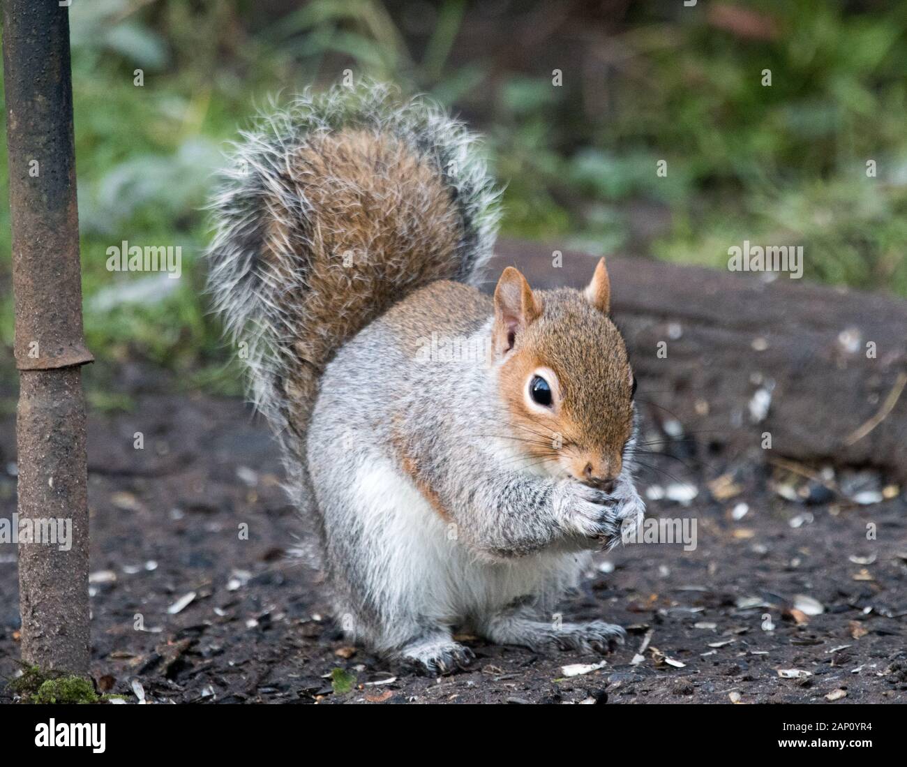Grey squirrel holding food hi-res stock photography and images - Alamy