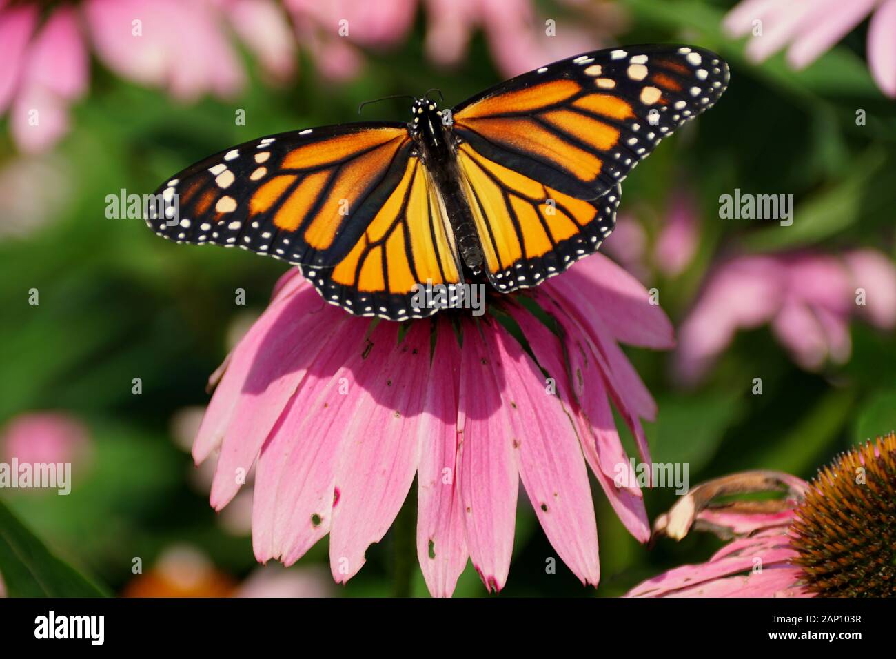 Monarch butterfly pollinating a pink coneflower Stock Photo - Alamy